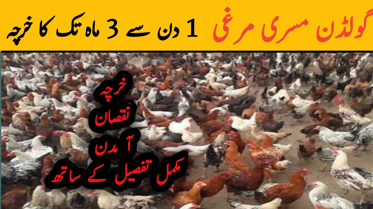Golden misri farming in pakistan | poultry farm business ideas | smart ...