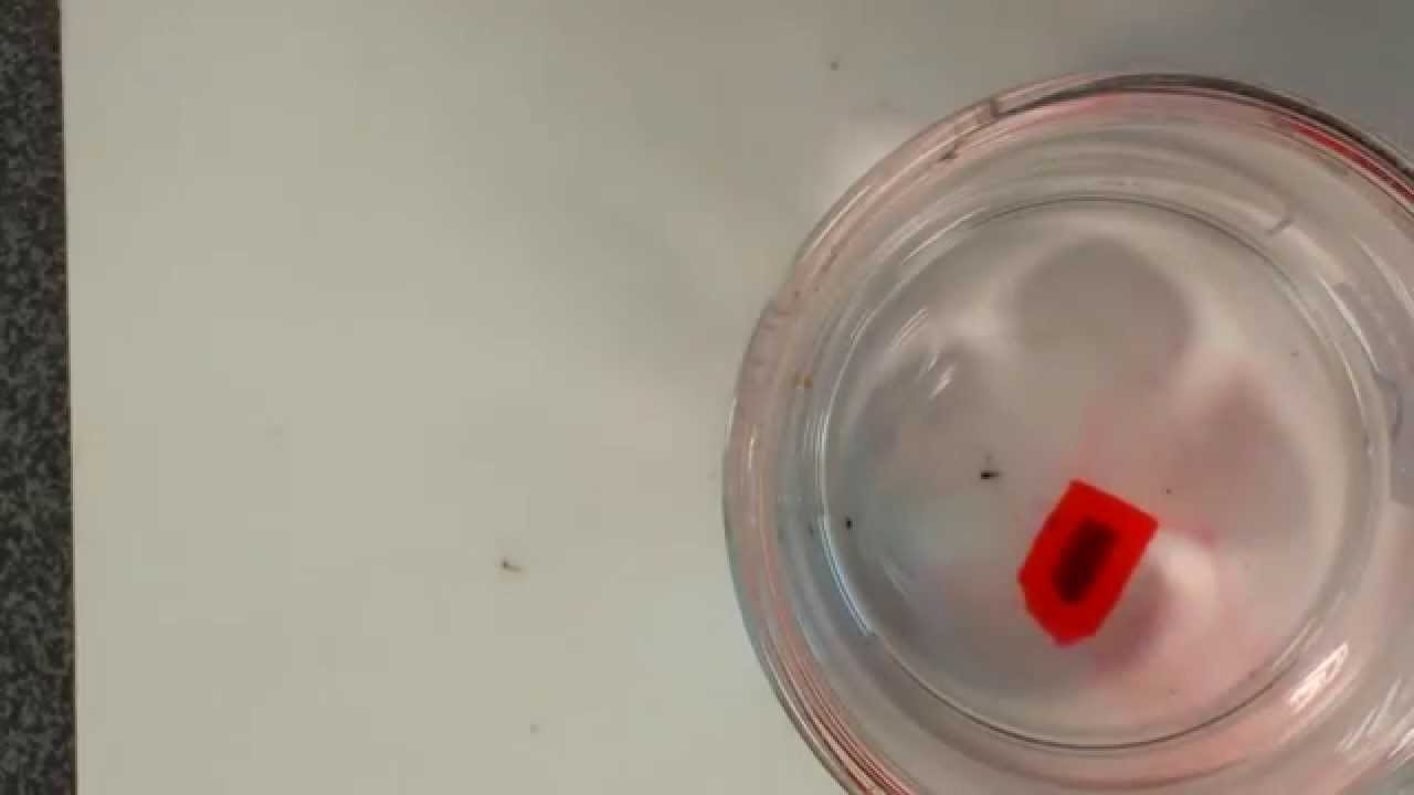 Jelly Diffusion Speeded Up - YouTube