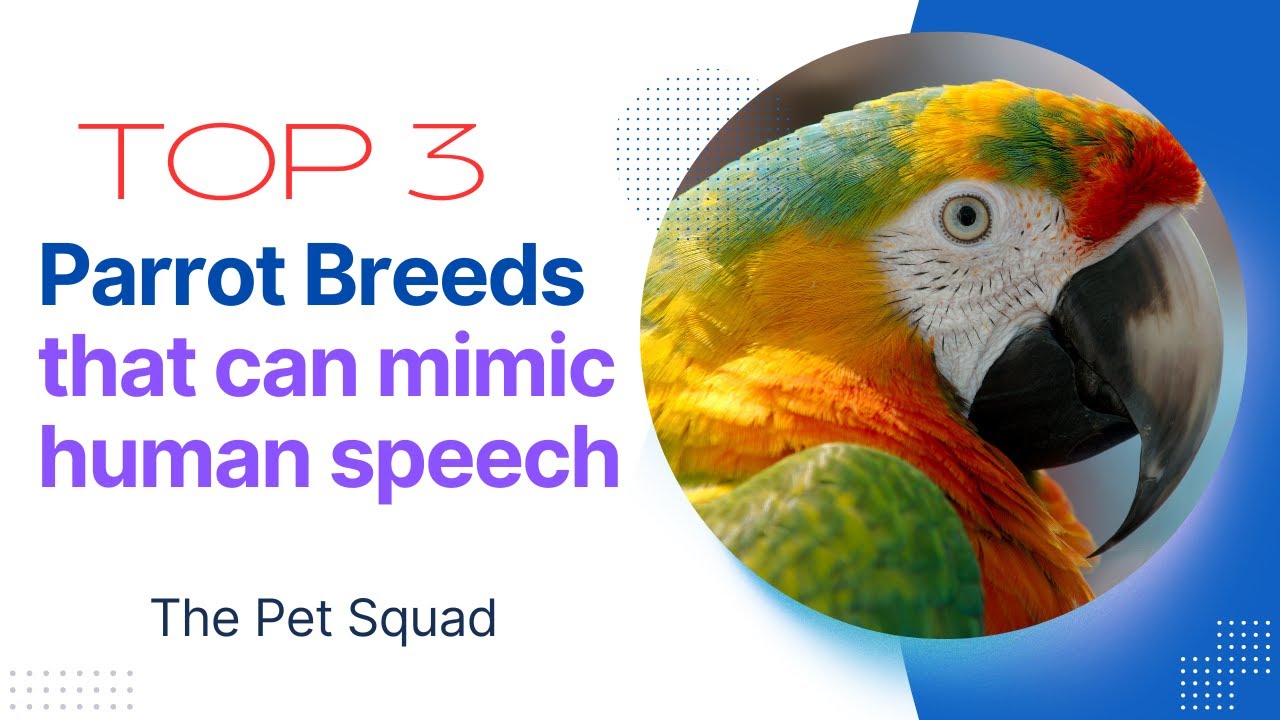 Top 3 Parrot Breeds That Can Mimic Human Speech - YouTube