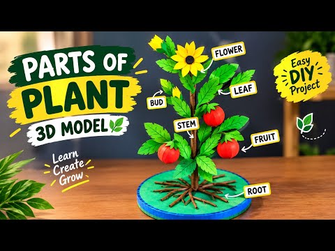 Make an Award-Winning 3D Plant Model for Your Next School Exhibition! Easy DIY 3D Parts of a Plant