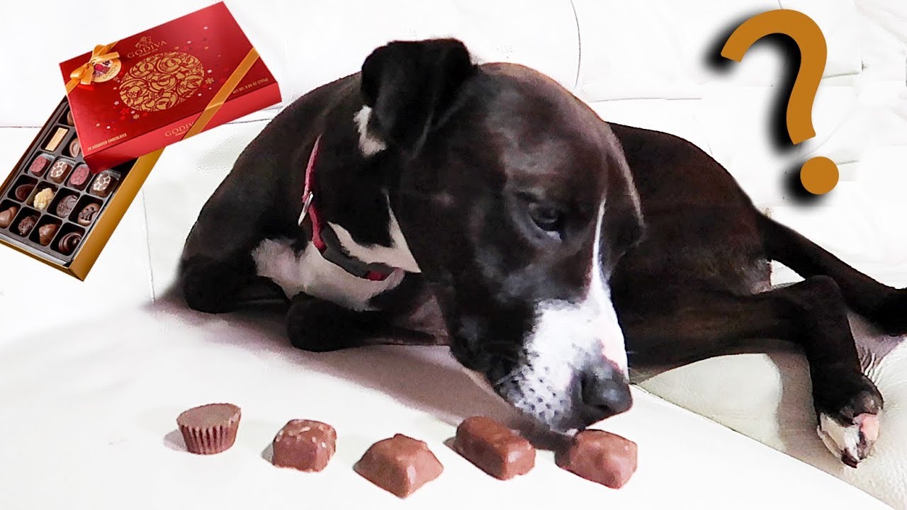 Which Candy-bar do Dogs Prefer? | Sam & Nia - YouTube