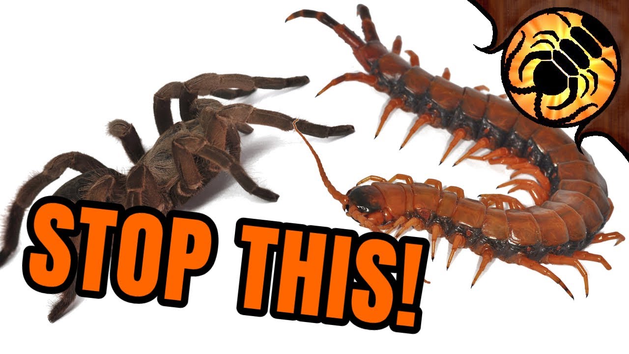 The Problem with "BUG FIGHTS" - YouTube