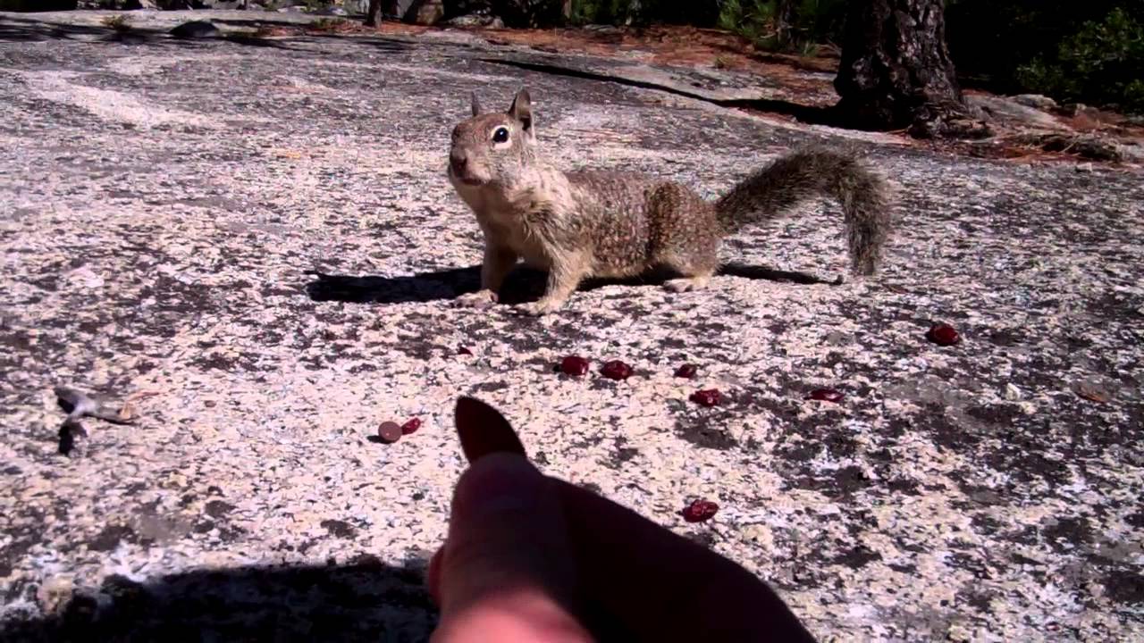 Chuck the squirrel - YouTube