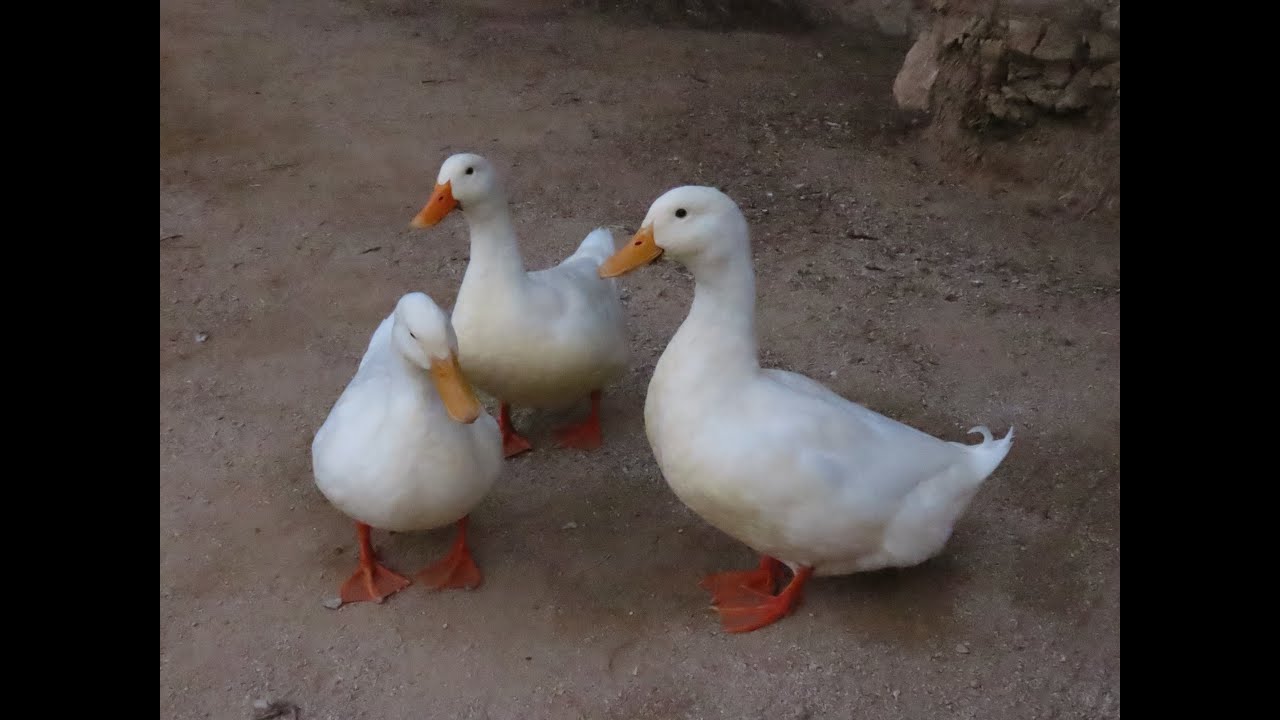 Patos de Pekín felices/Peking ducks happy - YouTube