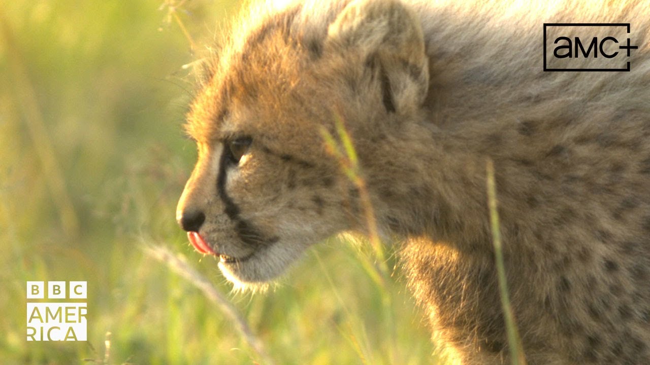 Chasing the Rains Official Trailer | Premieres April 22 | BBC America ...