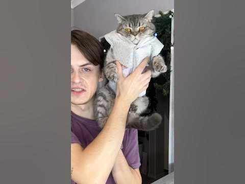 БРОНЕЖИЛЕТ для КОШКИ! - YouTube