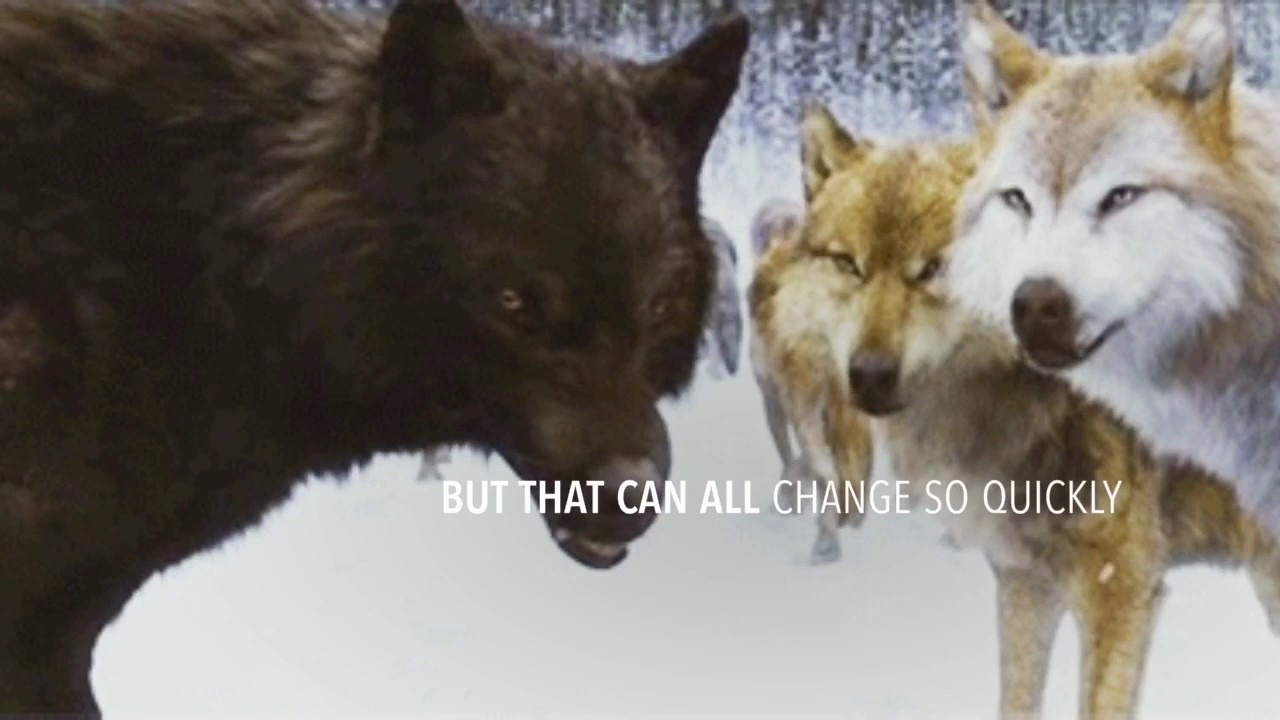 Alpha Grayson | Wattpad Trailer - YouTube