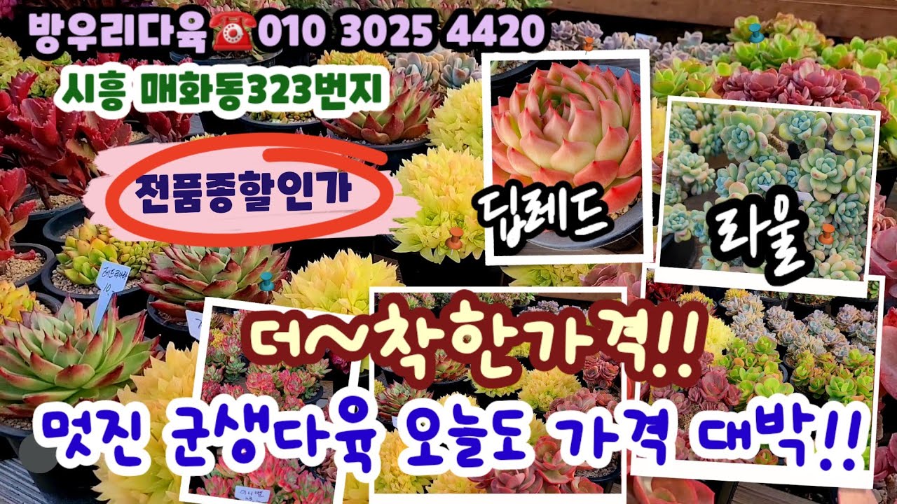 중대품묵둥특가 방우리다육에 새다육인기품종 들어왔어요 대품라울9천 대박~온슬로우 딥레드 미니벨 홍매화 뉴~휴밀리스 크림티