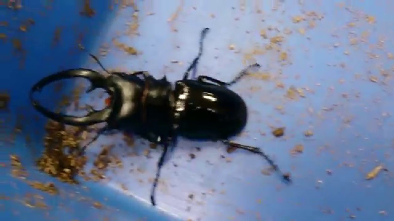 Largest stag beetle in Philippines - YouTube