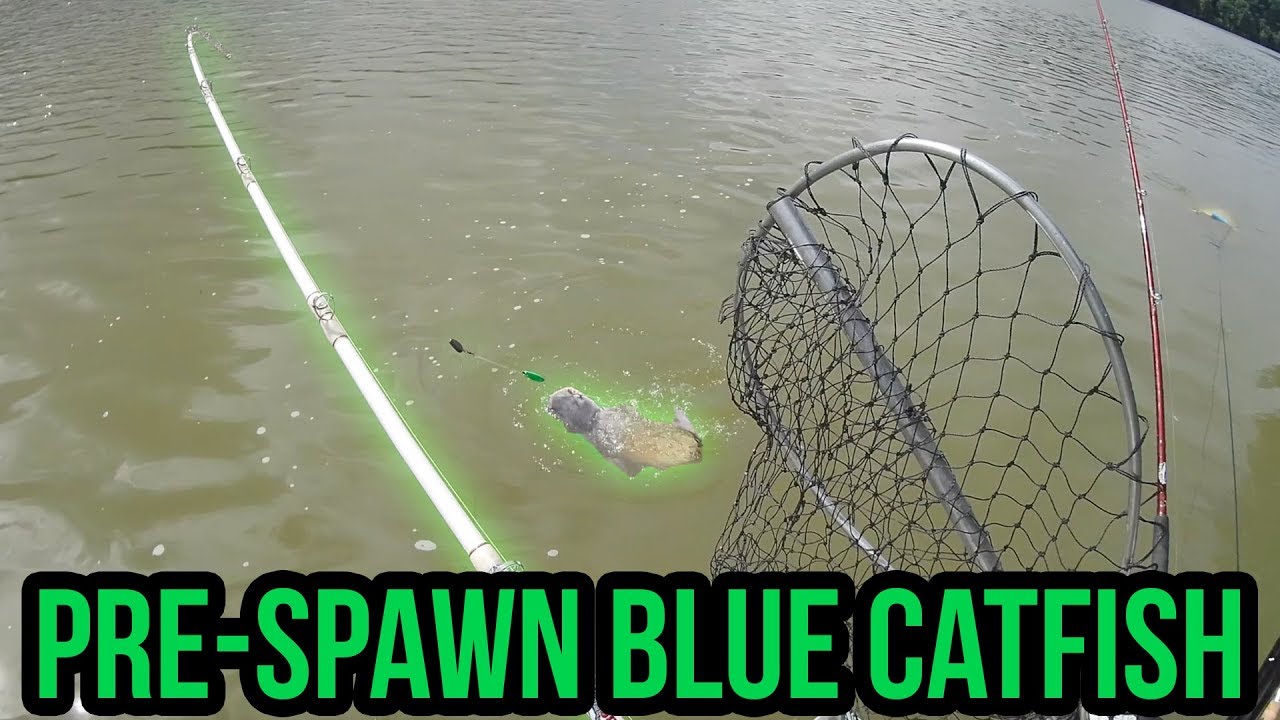 Catching Catfish Pre-Spawn! - YouTube
