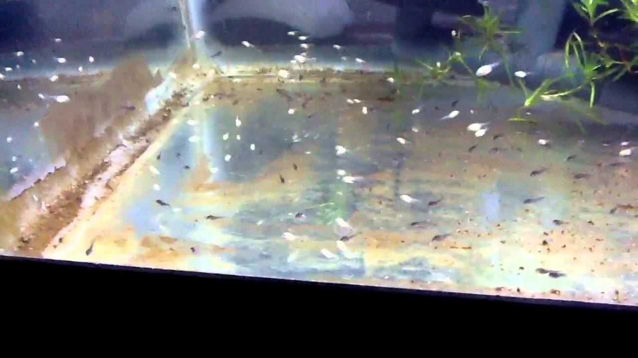 How to clean an angelfish fry grow out tank part 3 - YouTube
