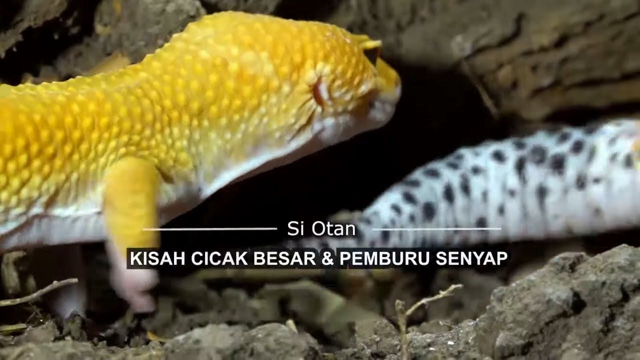 [FULL] Kisah Cicak Besar Dan Pemburu Senyap | SI OTAN (04/05/21) - YouTube