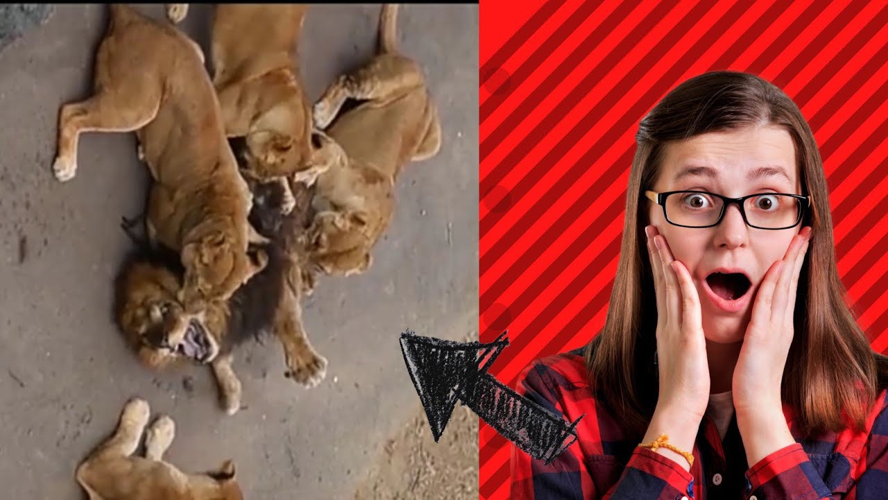 Male and female lion fighting || FEMALE LIONESS ATTACK MALE LIONKILL ...