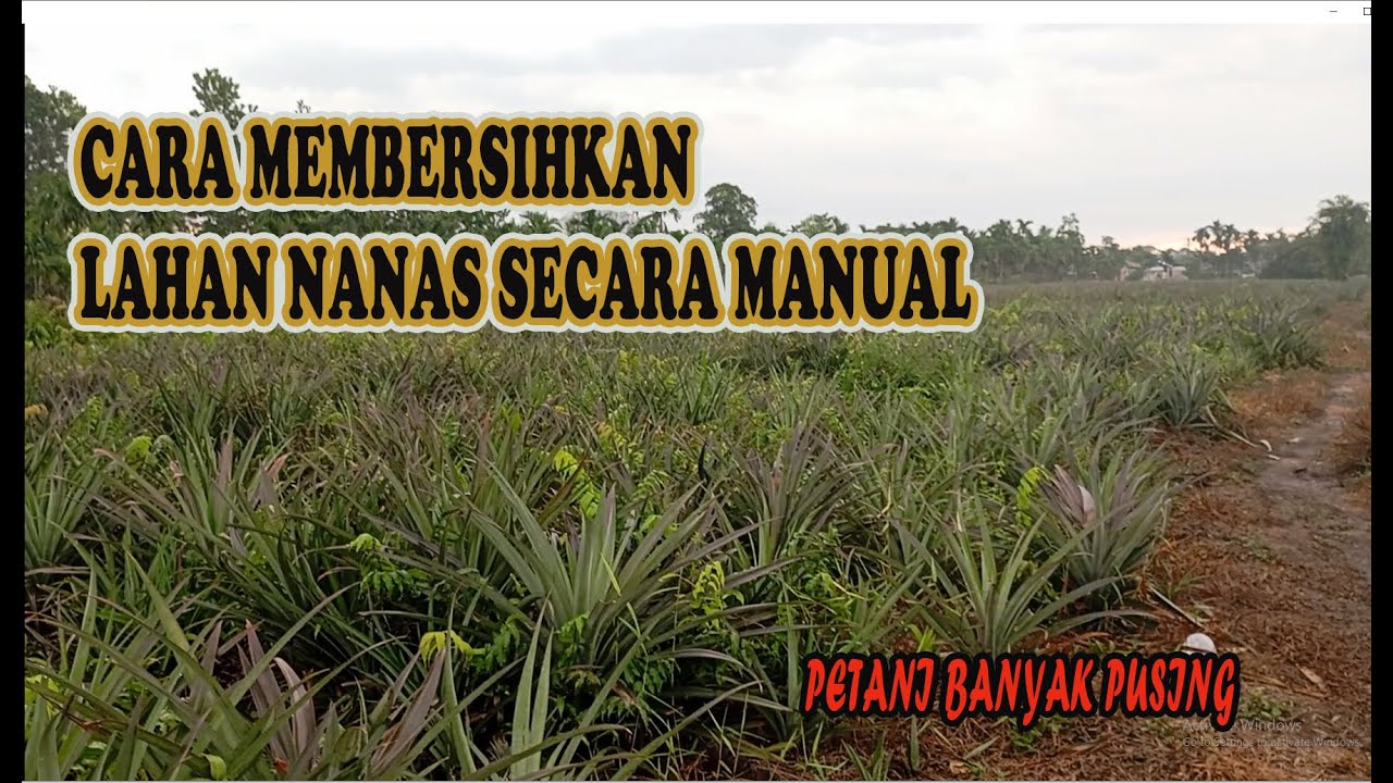 MENEBAS RUMPUT DISELA SELA POHON NANAS - YouTube