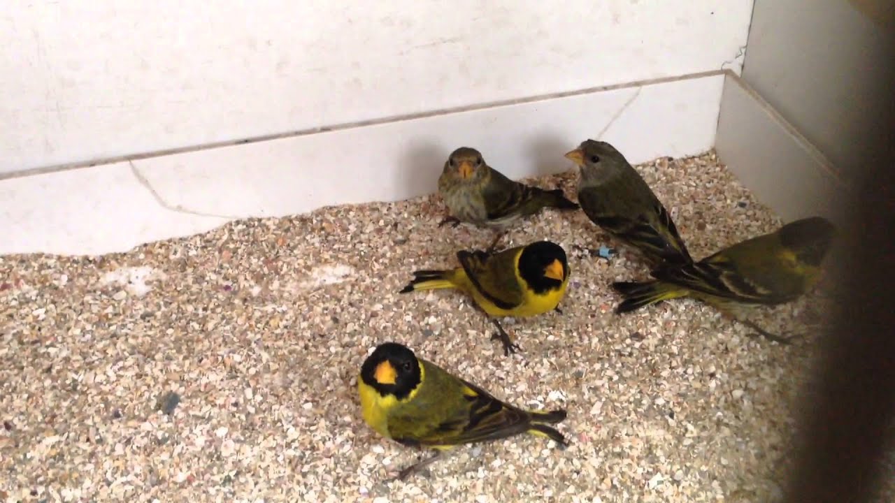 Carduelis Dominicensis-Antillean Siskin-Haitisijs - YouTube