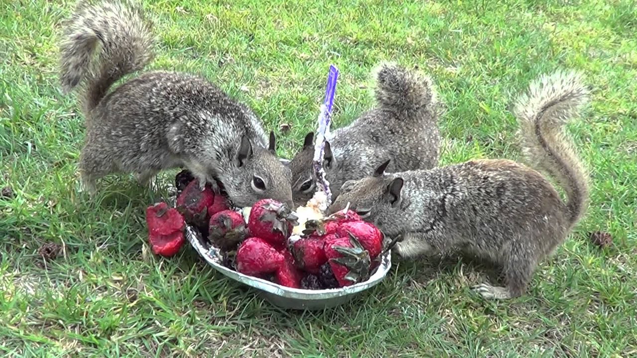 SQUIRREL EAT STRAWBERRY PIE PART 2 - YouTube