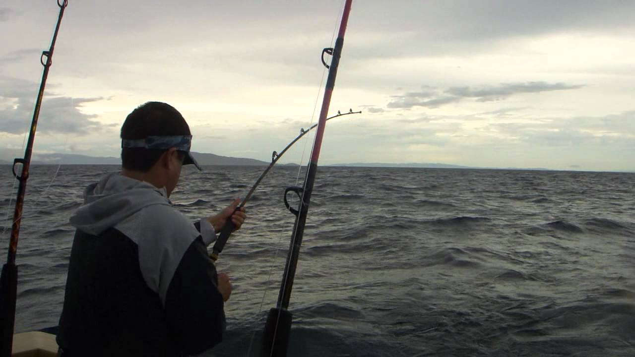 Polo peleando Pez Vela Kikao Fishing Team I Valida APDA - YouTube