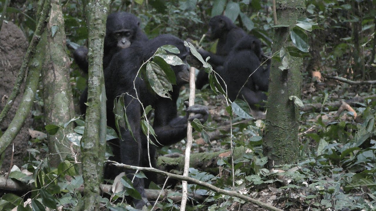 【Why Wild Bonobos!】What are Wild Bonobos doing? Sniffing a Branch ...