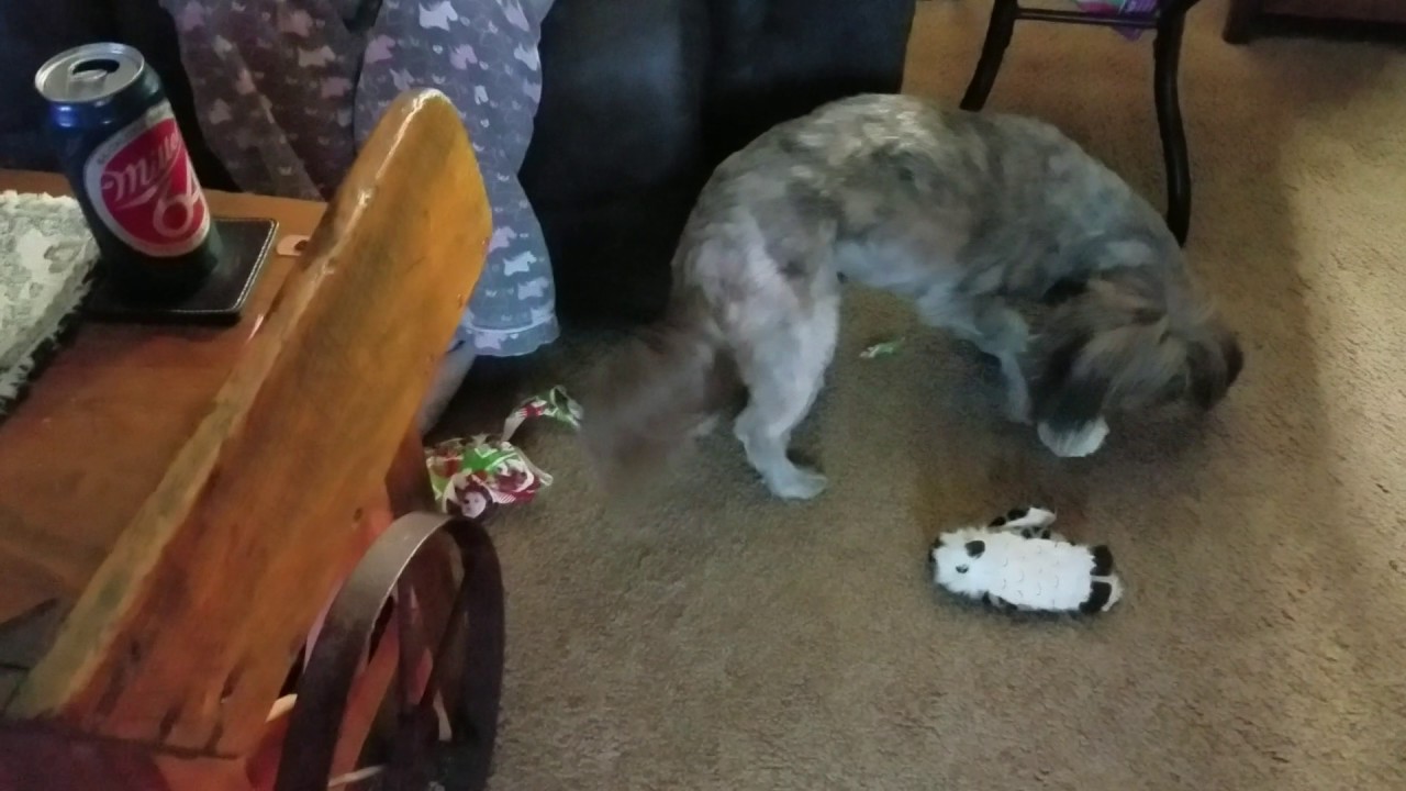 4 lb yorkie with 18lb yorkie over xmas presents - YouTube