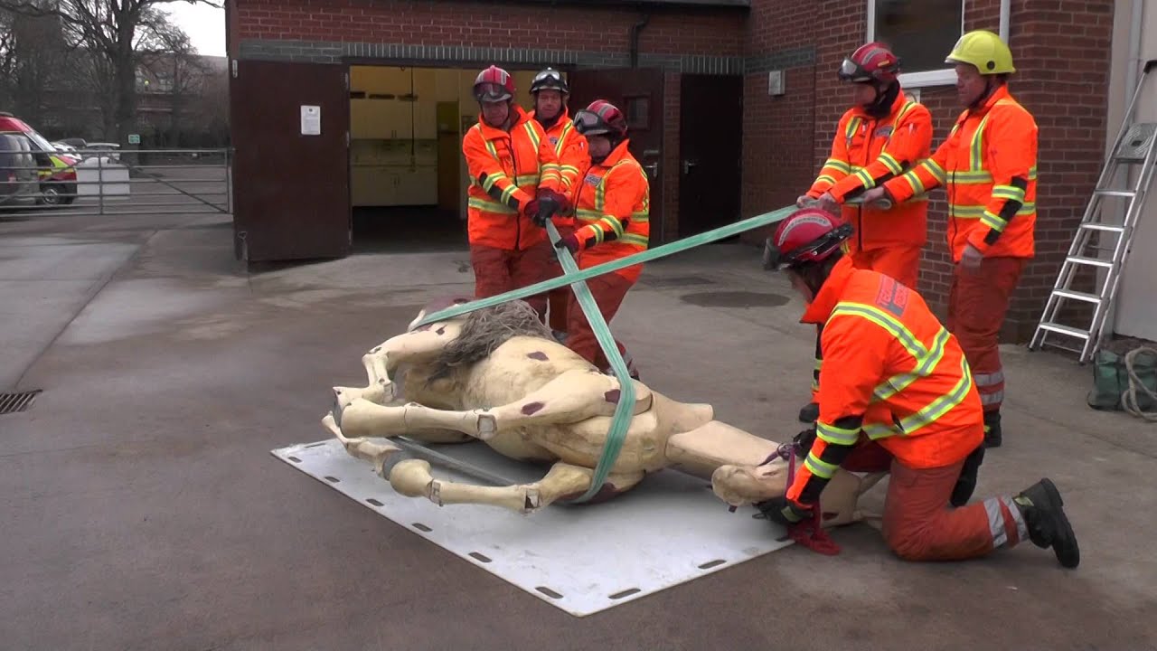 Firefighters get to grips with horse rescue - YouTube