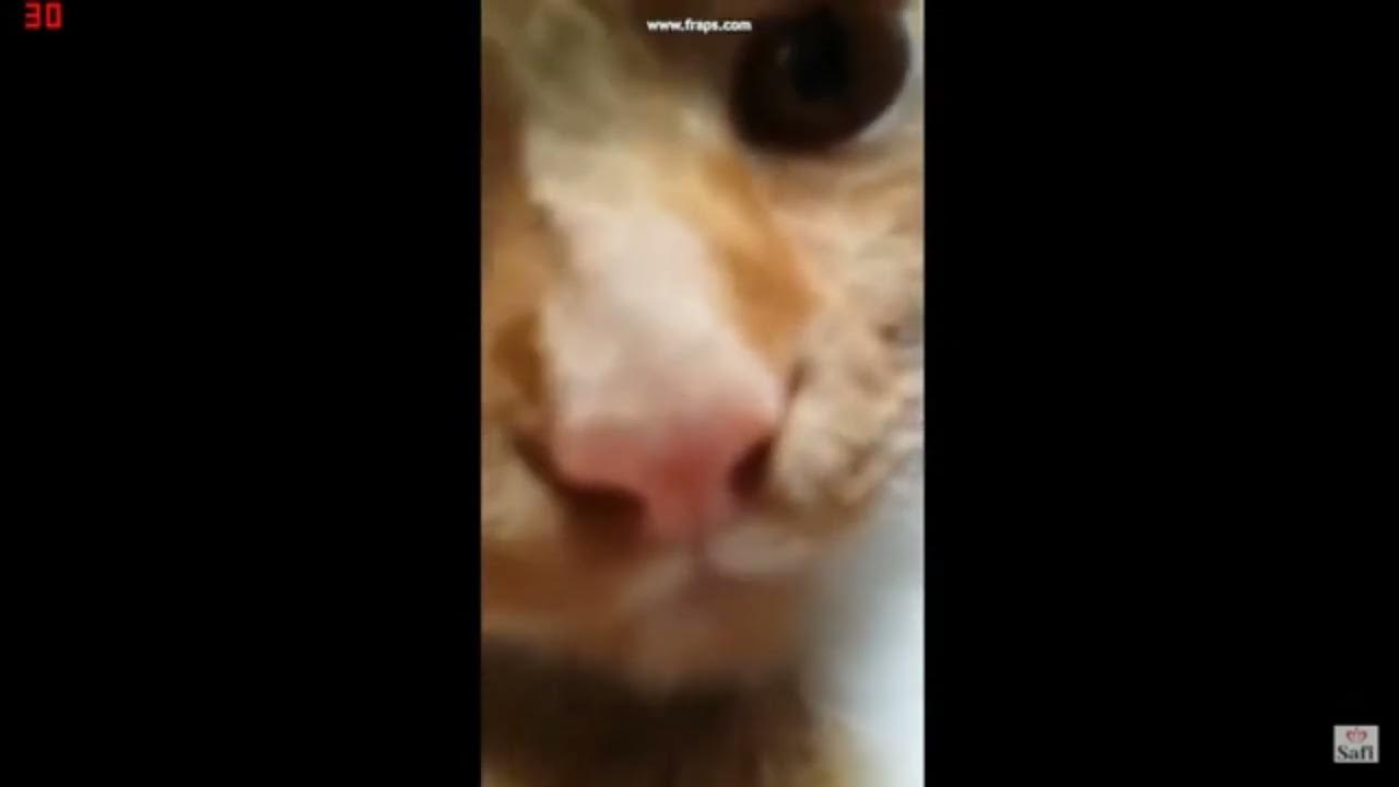 Sanyi a macska - YouTube