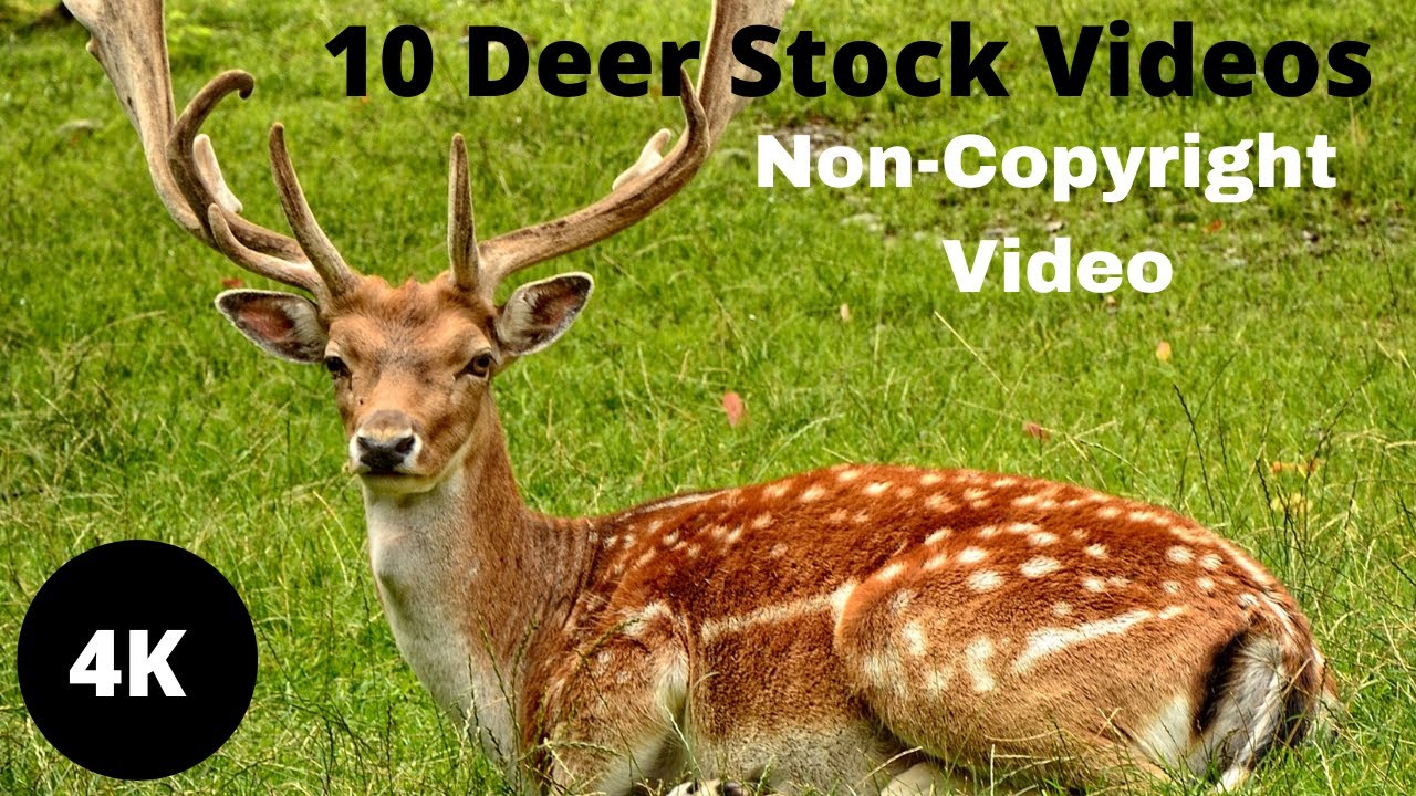 Top 10 Deer Stock Videos | Royalty-Free Videos | Non-Copyright Videos ...