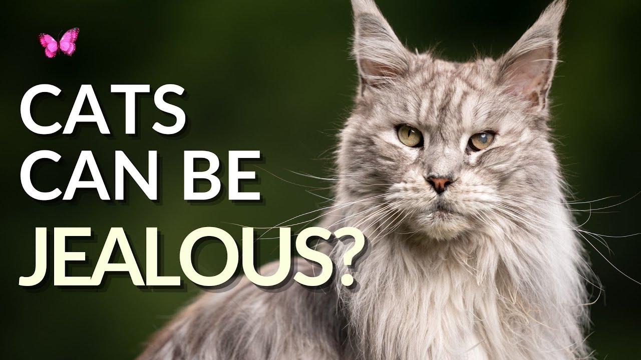 Do Cats Get Jealous? The Truth About Feline Emotions from Scientist ...