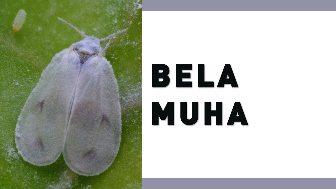 Minuta za Vrt - Bela Muha | eko pridelava | organska gnojila - YouTube