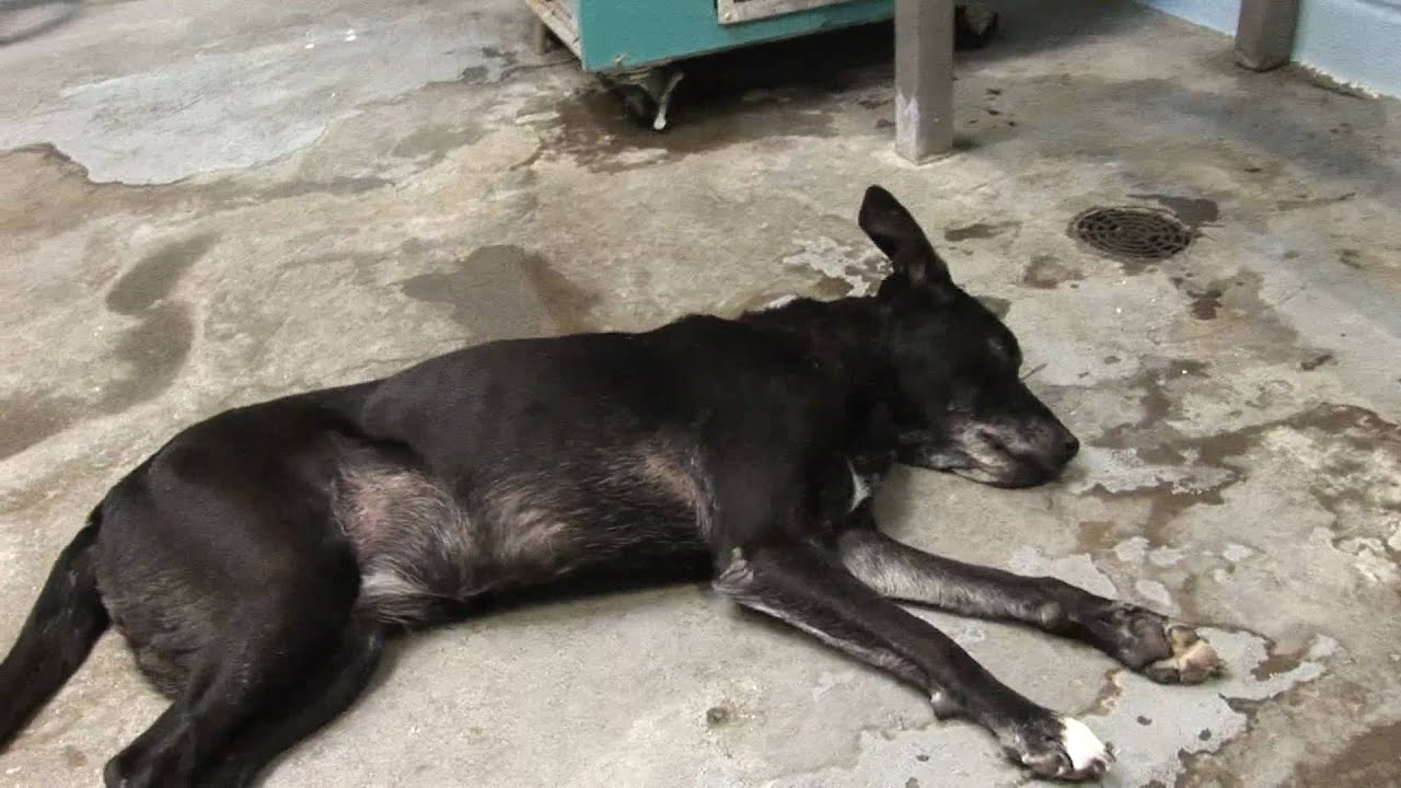Dead Black Dog