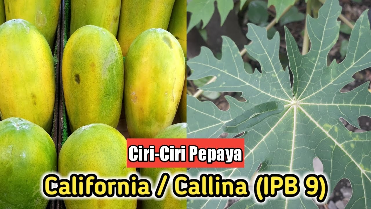 Ciri Ciri Pepaya California / Callina / IPB 9 (Pohon, Daun, Dan Buah ...