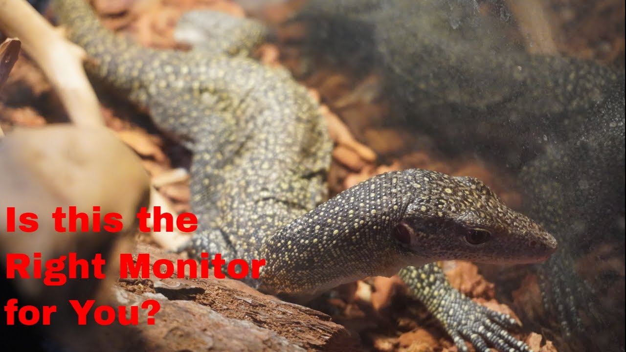 Mangrove Monitor Lizard Care