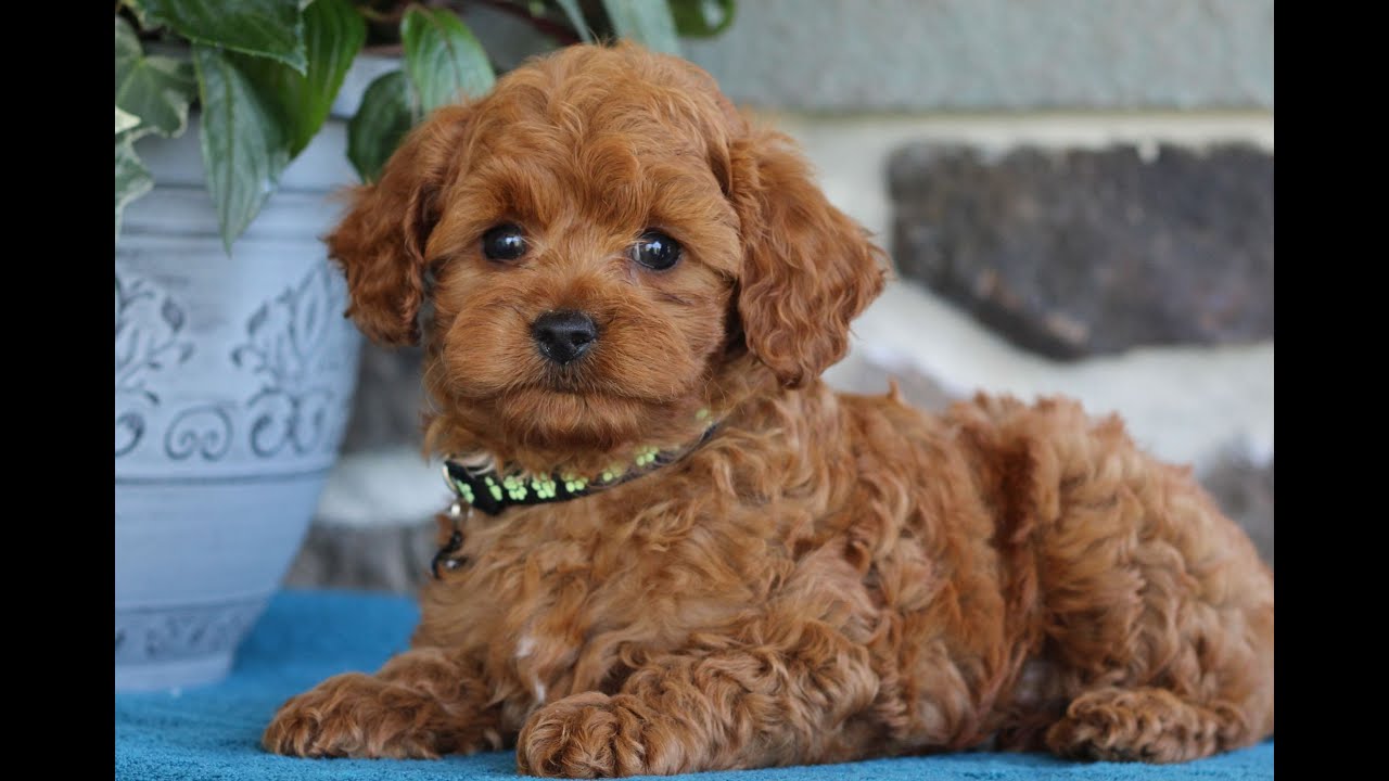 Cavapoo Puppies for Sale - YouTube