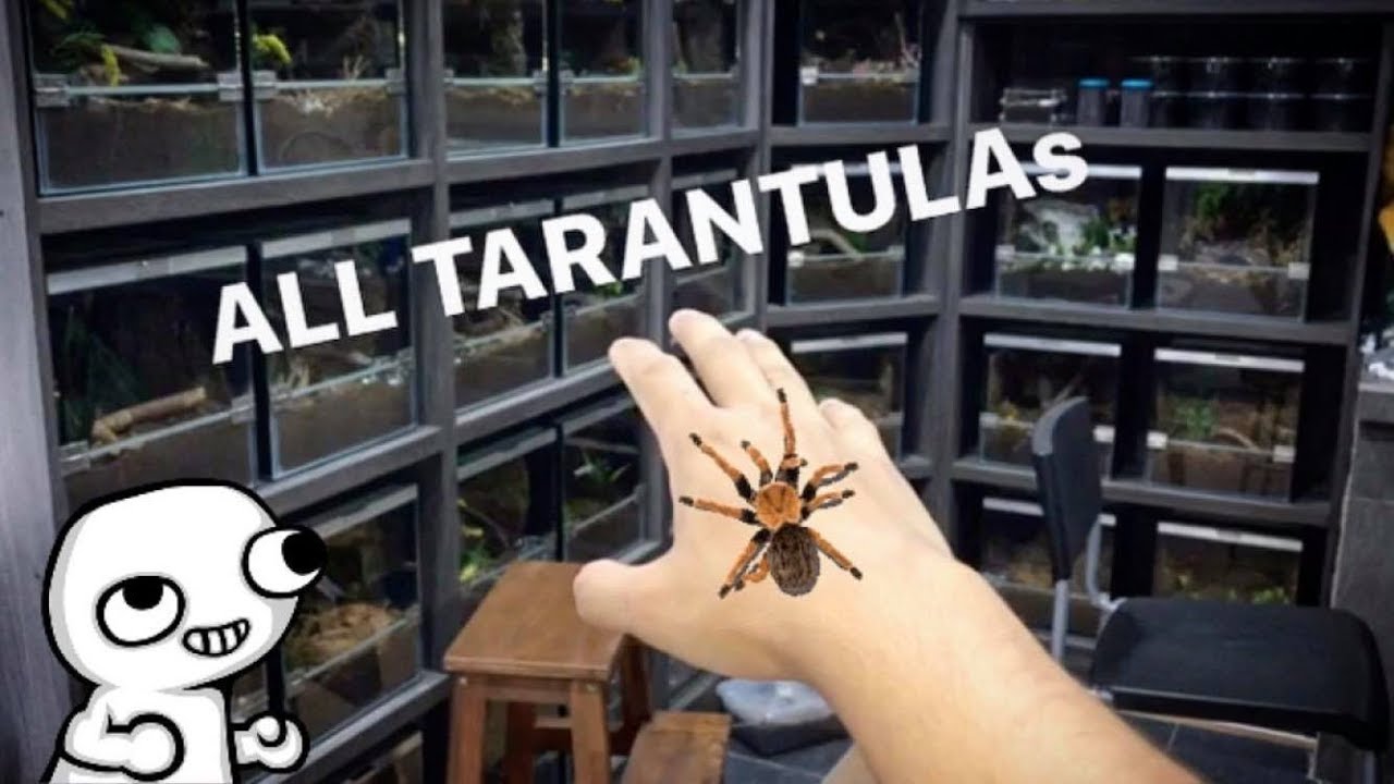 MOVED ALL the TARANTULAs into the NEW TARANTULA ROOM !!! - YouTube