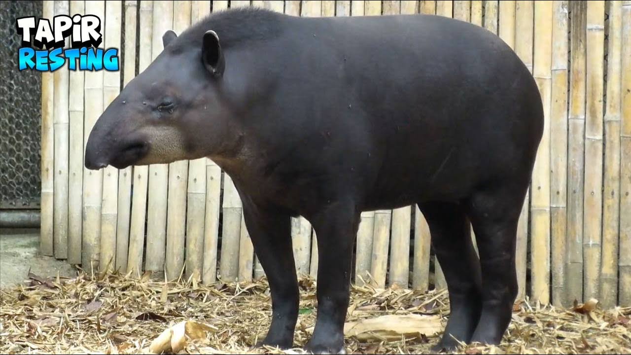 Beautiful Tapir Resting - YouTube