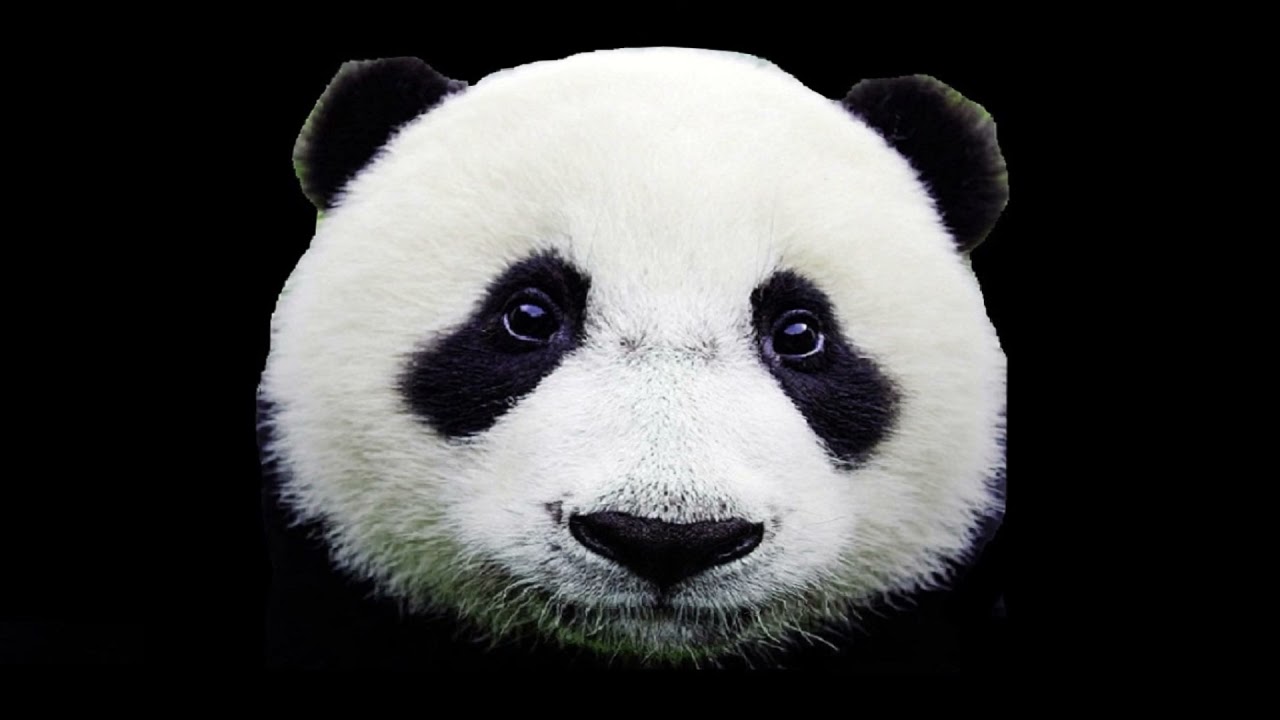 Movie real panda - YouTube