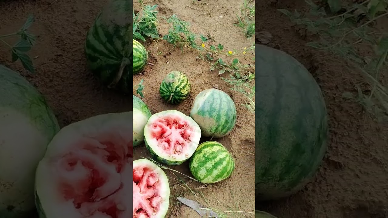 😱😱😋 matira #farming #rajasthan #indian #organic #subscribe - YouTube