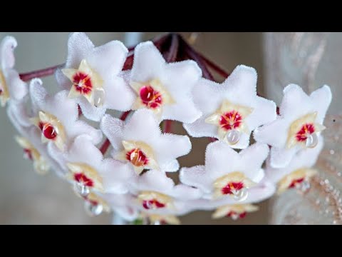 Mum çiçeği açmyorsa BUNU KESİNLİKLE YAPIN,😉 Mum çiçeği, Çoğaltması, hoya çiçeği