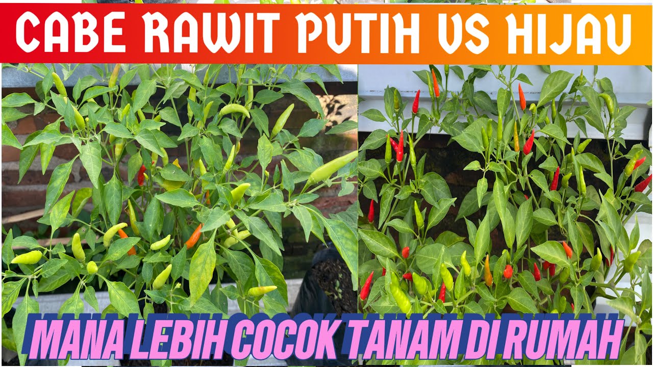REVIEW CABE RAWIT PUTIH VS CABE RAWIT HIJAU - YouTube