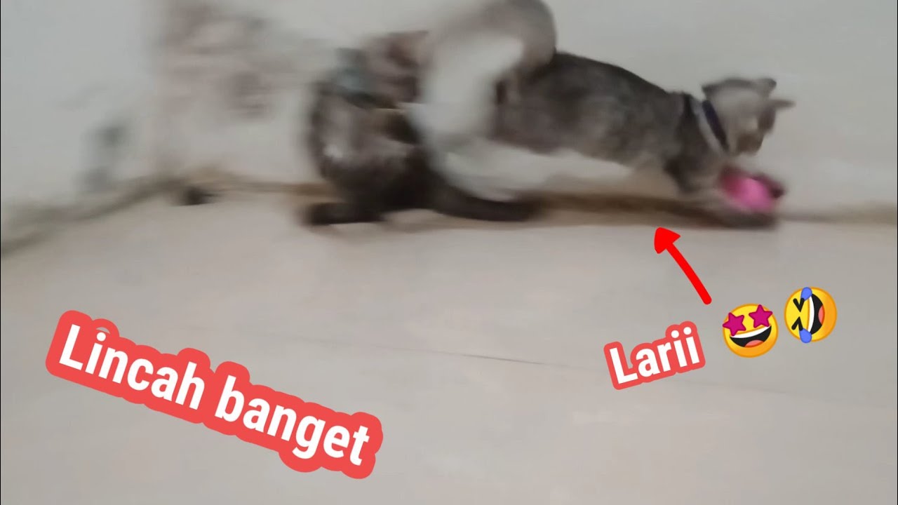 kucing lincah lucu bermain-main bersama//happy playing my cats - YouTube