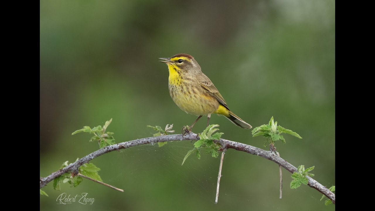 Palm Warbler Tail Bobbing in Spring Busch, Missouri - YouTube