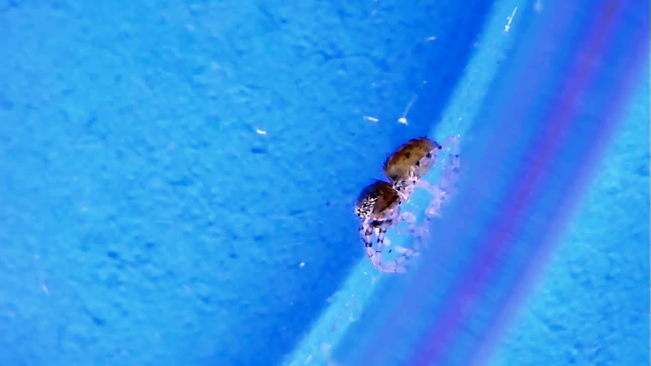 Jumping Spider Seattle, WA Oct 2018 - YouTube