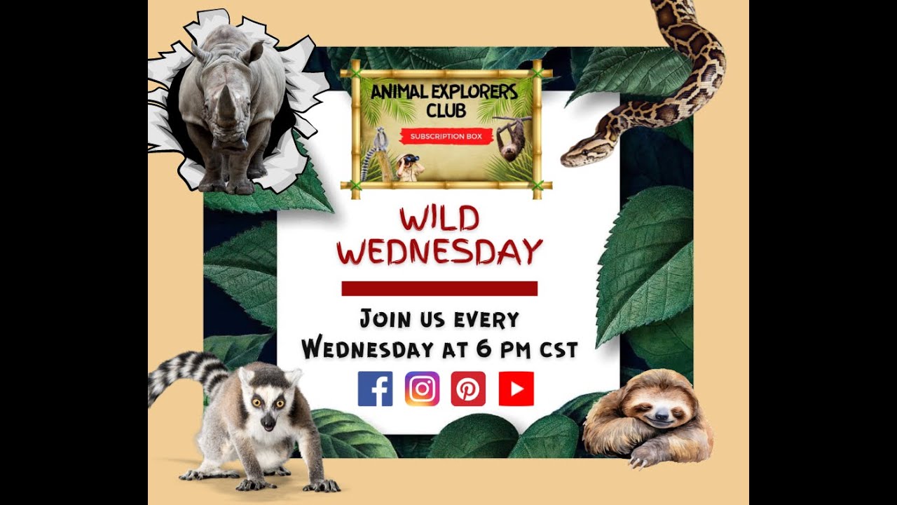 Wild Wednesday with the Animal Explorers Club Episode #24 (10-9-24 ...
