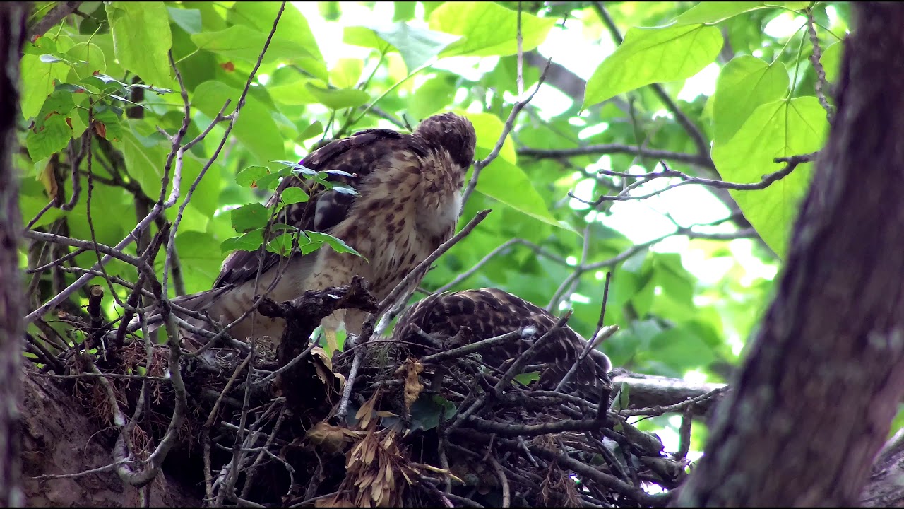 Red Shouldered Hawk Chicks ~ Growing Up - YouTube
