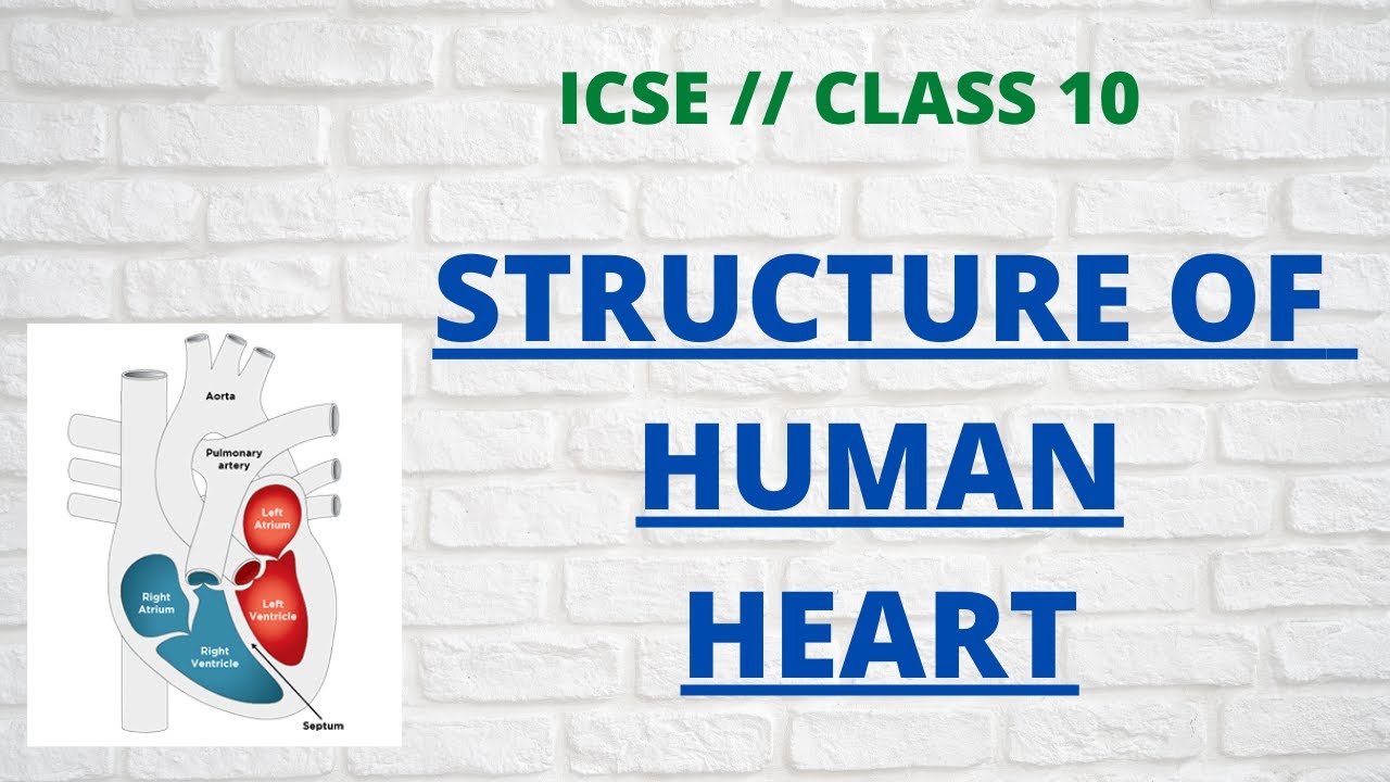 structure of human heart // icse class 10 biology// circulatory system ...