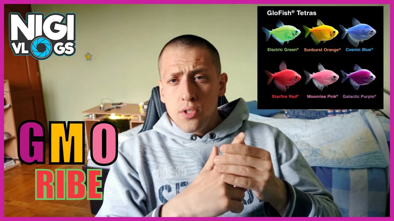 GMO ribe u akvarijumu - Kolor Tetre i Šarene Zebrice #Akvaristika - YouTube