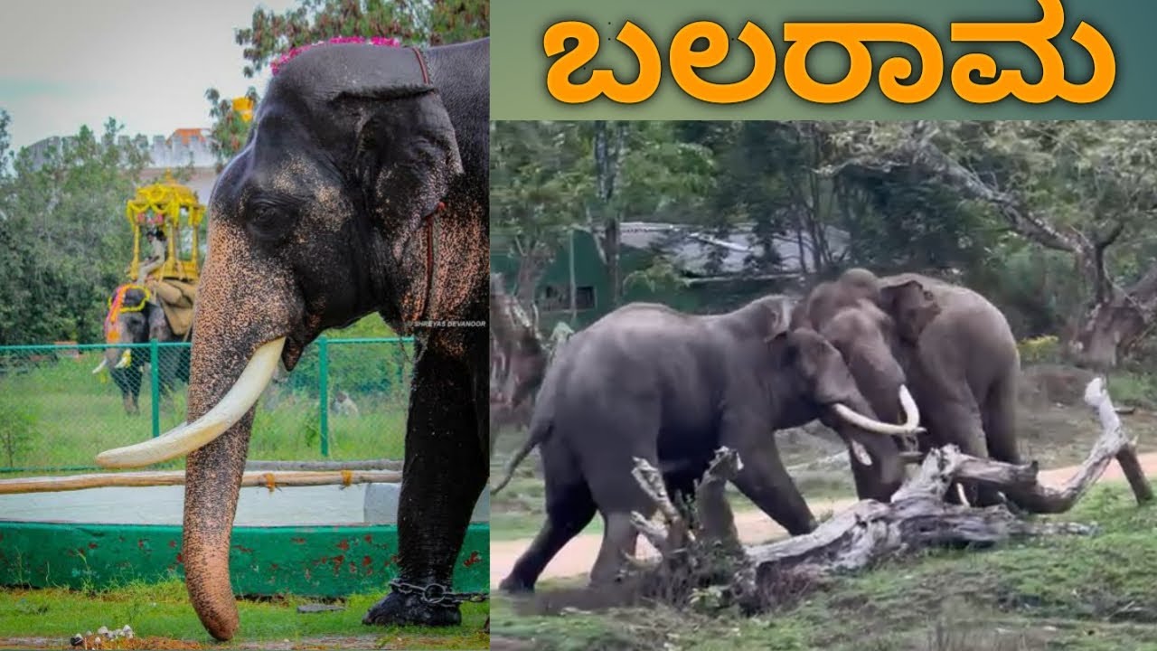 Dasara Elephant Balarama | 14 ಬಾರಿ ಅಂಬಾರಿ ಹೊತ್ತಿದ್ದ ಬಲರಾಮ | Mysore ...
