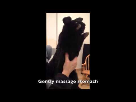 Rabbit Bloat, Gastric Bloat - YouTube