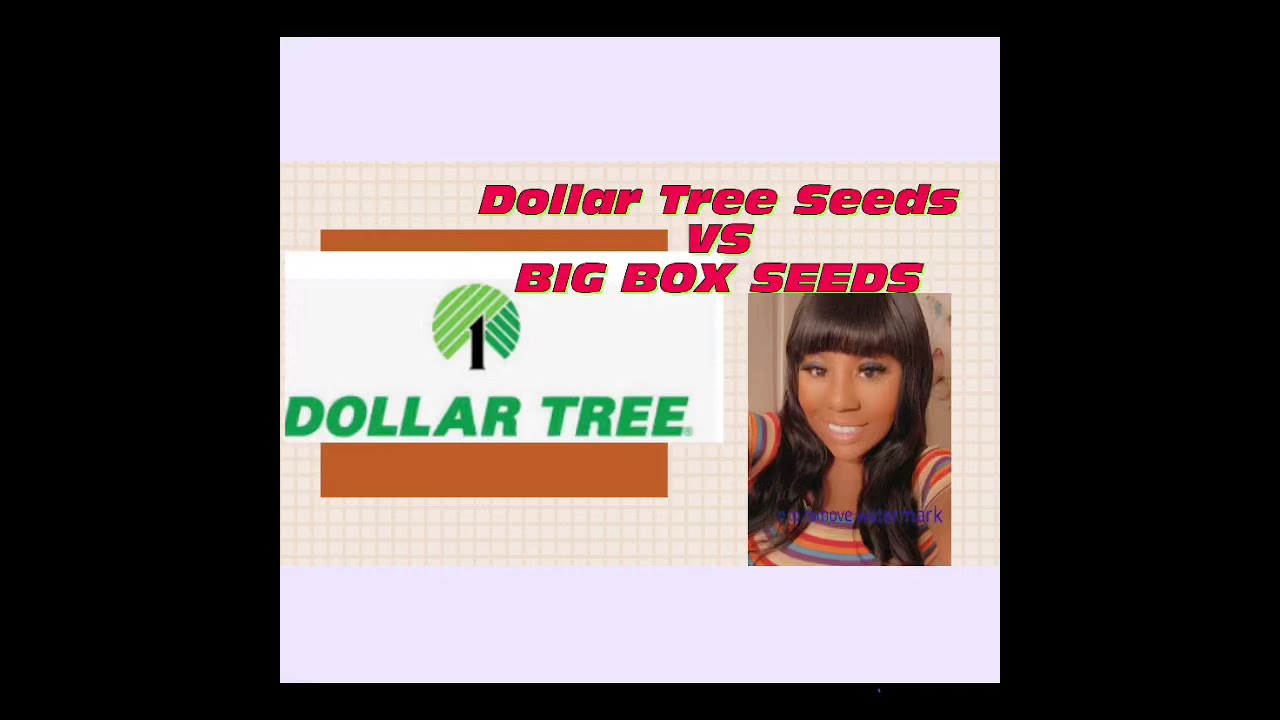 Dollar Tree Seeds VS Big Box Vegetable Seeds Part 1 - YouTube