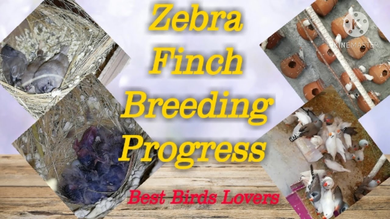 Zebra Finch Breeding Progress - YouTube