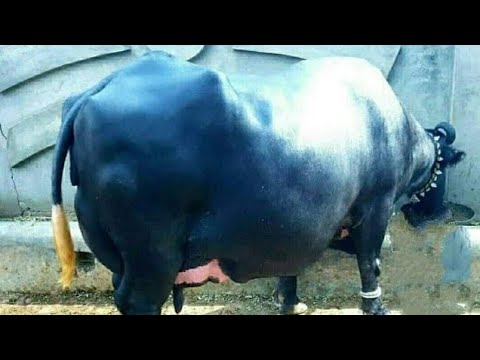 Beautiful pure nilli Ravi Buffalo For Sale in Pakistan on YouTube 27/05 ...